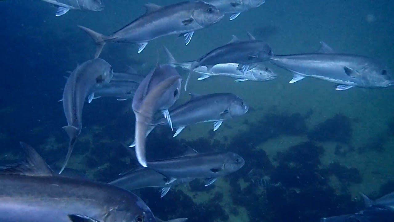 Seriola hippos (Samson fish) - YouTube