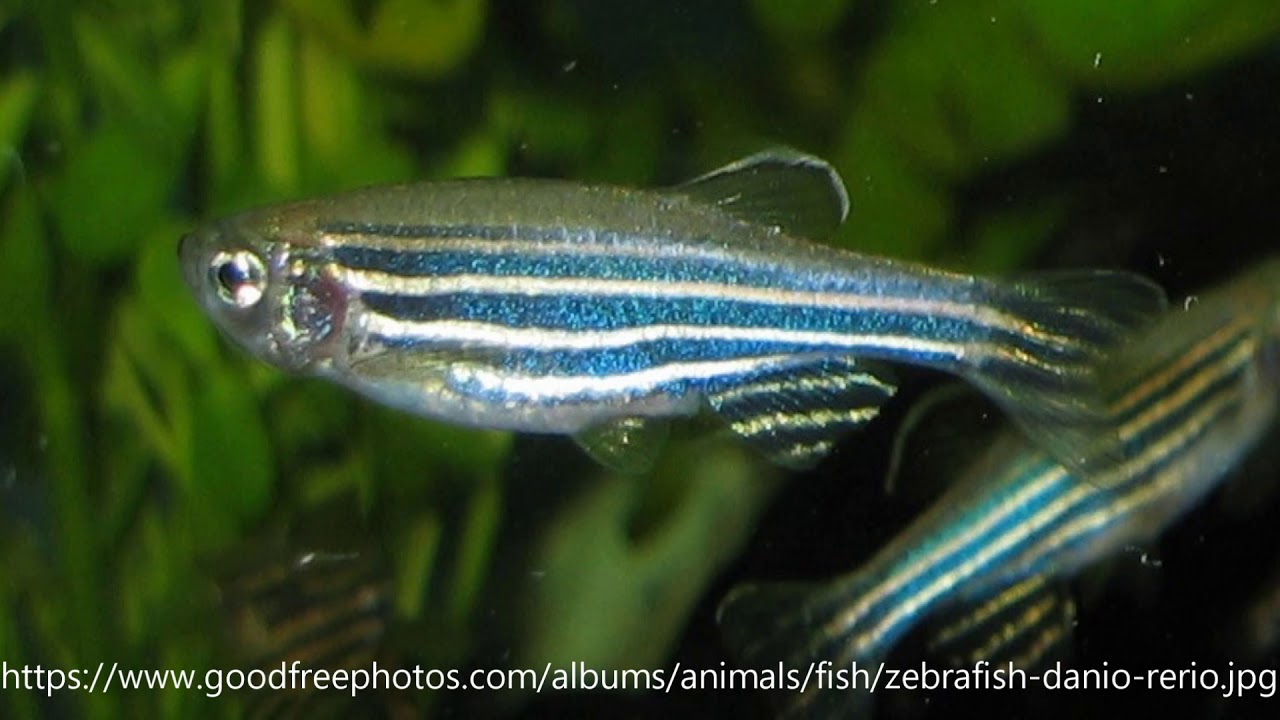 Full Post: Bold Fish, Shy Fish: What’s in Their Brains? (July 22, 2019 ...