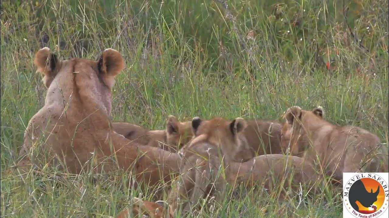 MOMMY OF MANY.LION CUBS FEEDING. - YouTube