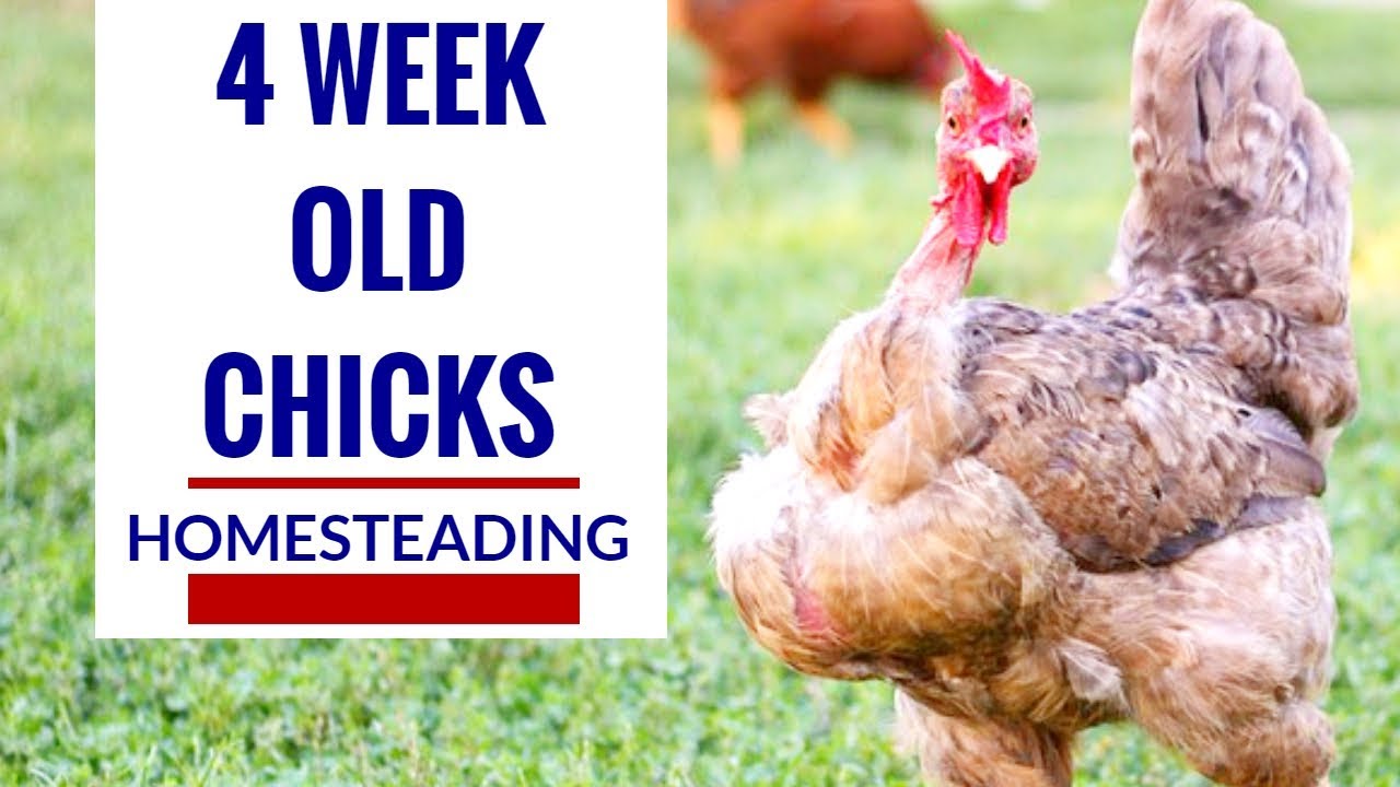How To Care For 4 Week Old Chickens - Homestead Farming - YouTube