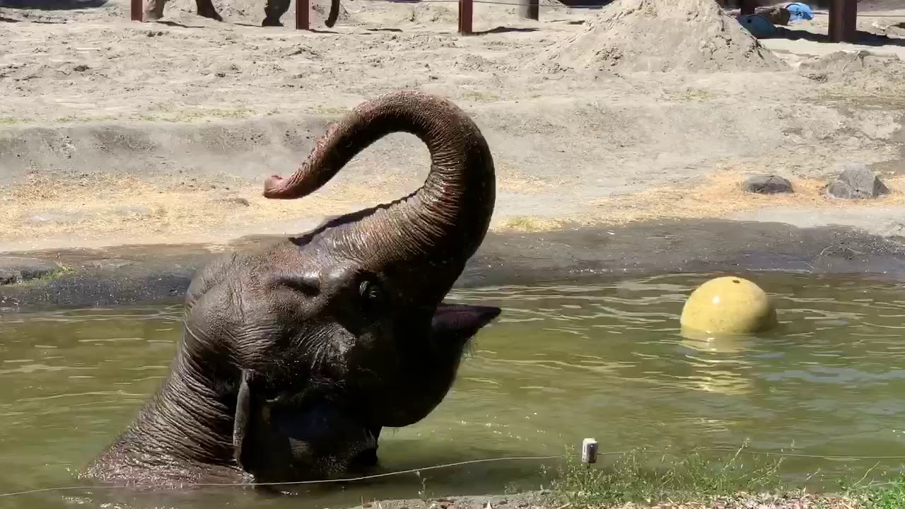 Elephant pool party! 🐘💦 - YouTube