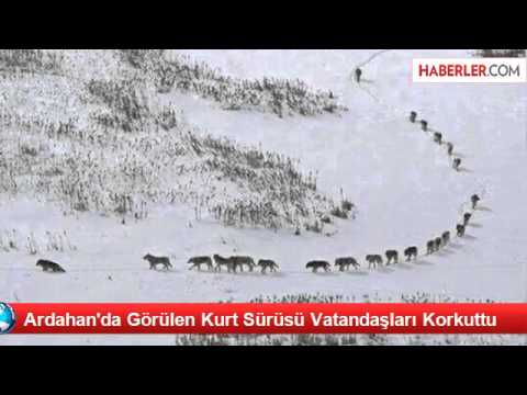 Ardahan'da Vatandaşlar Dağda Kurt Sürüsü Gördü