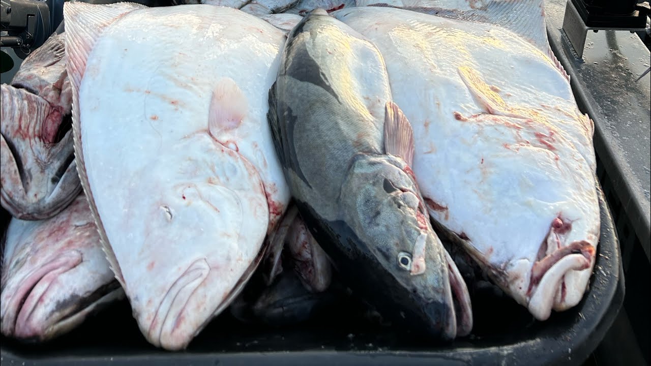 Neah Bay Halibut & Ling Cod Extreme Deepwater 2024 - YouTube