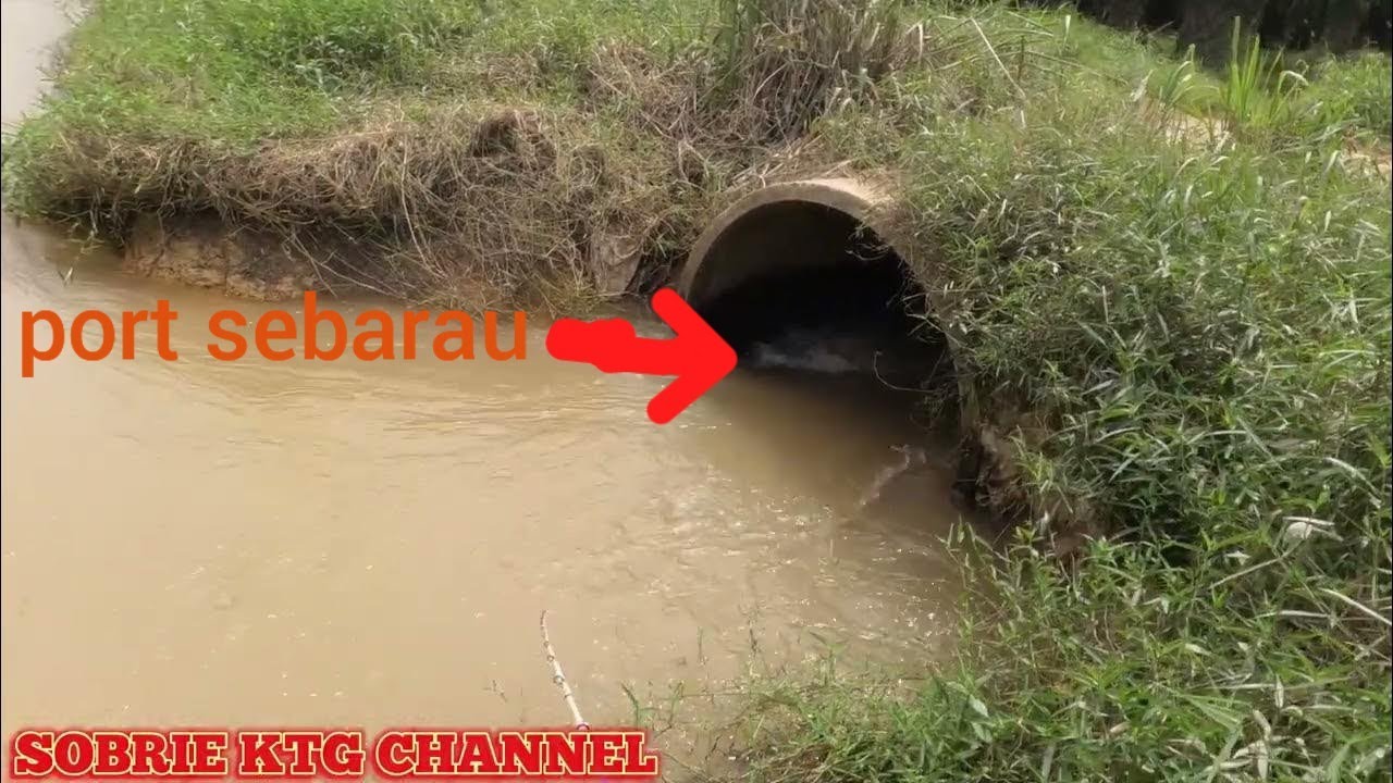 SEBARAU SUNGAI KERATONG(PAHANG)###TRIP SOLO# SAIZ PADU## - YouTube