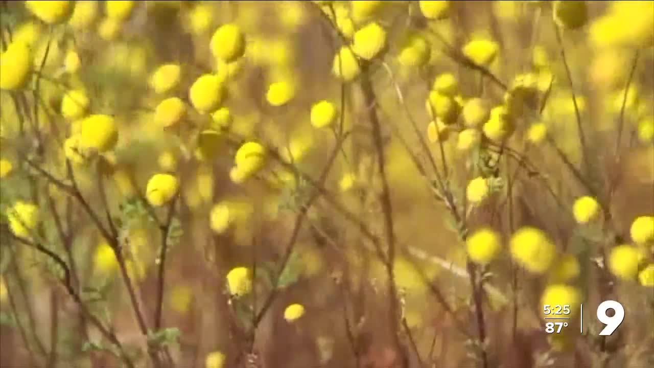Invasive stinknet causees fire danger, crowds out native plants - YouTube