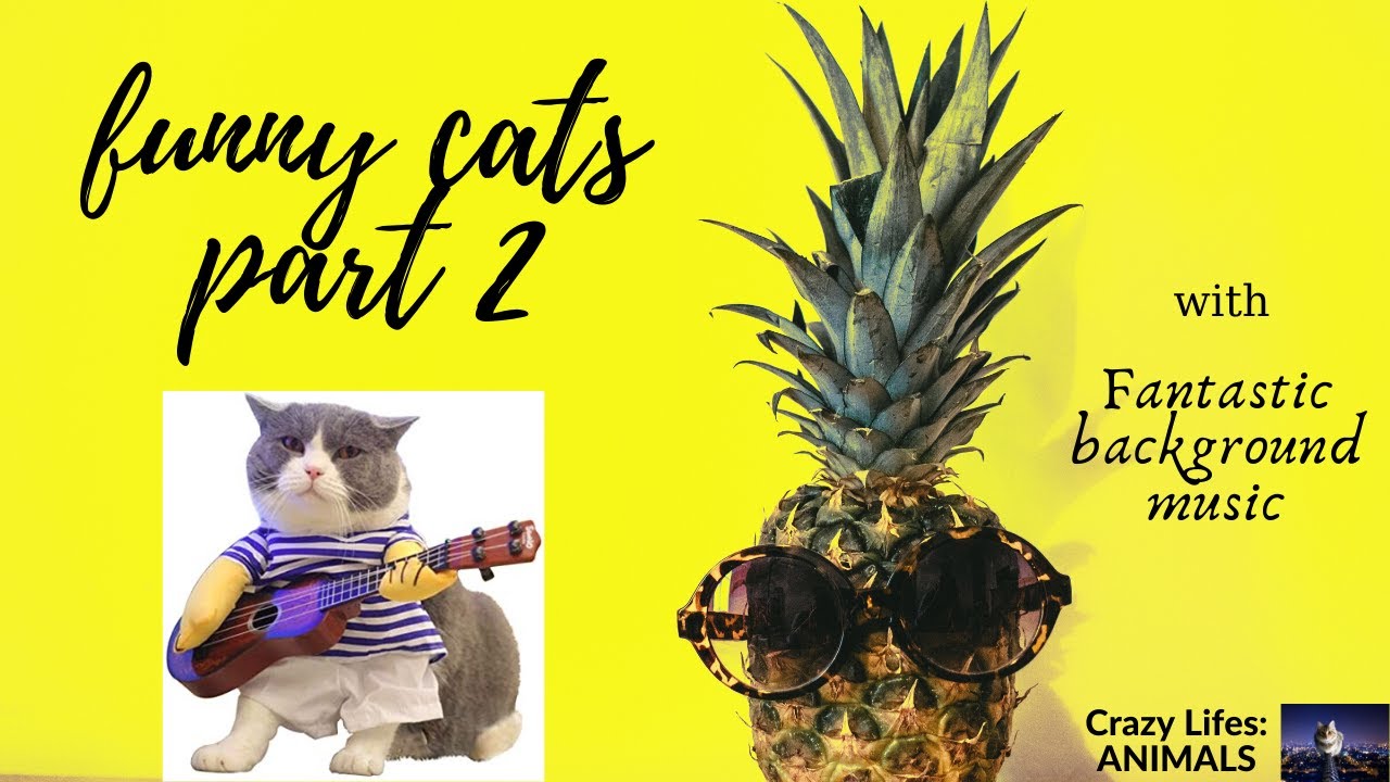FUNNY and GIDDY CAT PART 2 ( W/ fantastic music ) - YouTube
