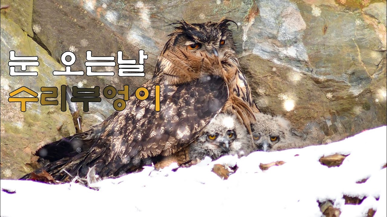 수리부엉이 눈 오는 날 Youtube