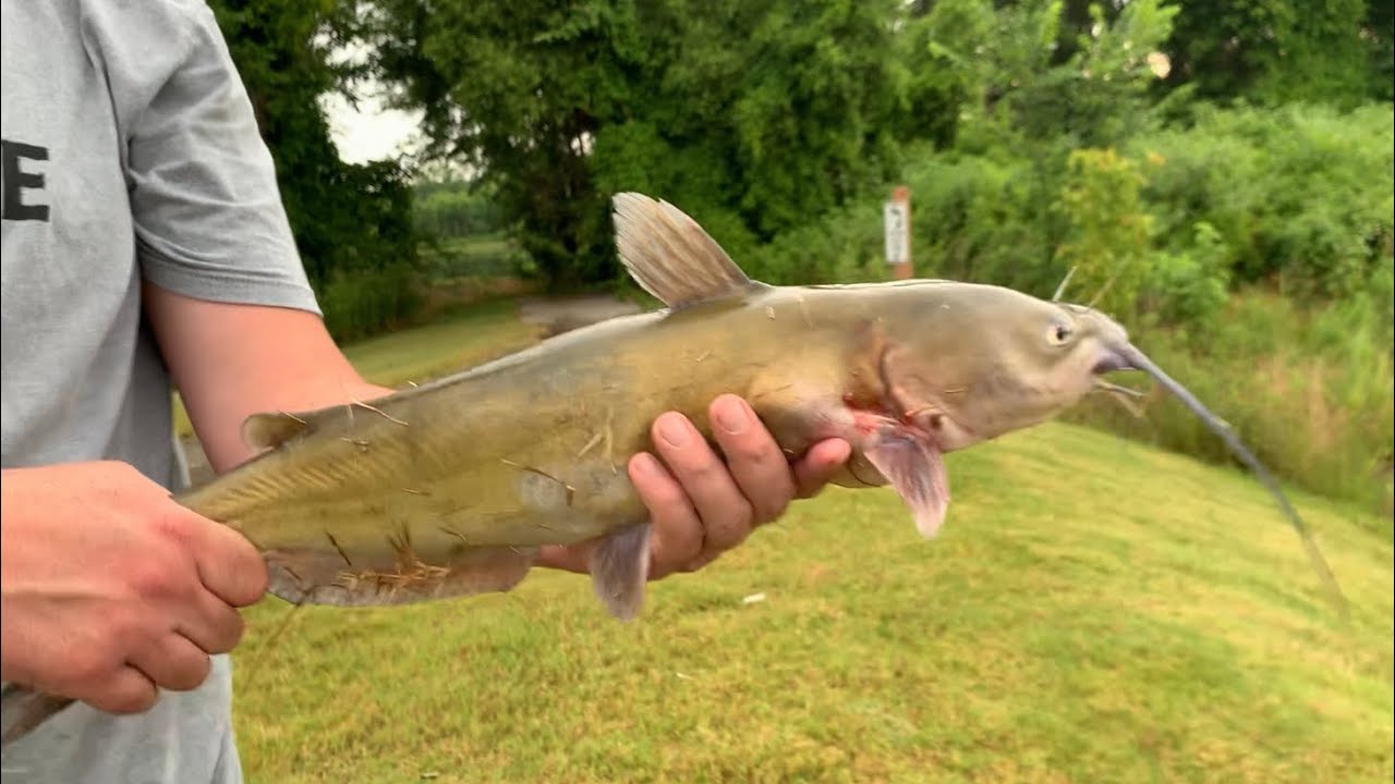 Feeding catfish. West Tennessee. August 2022. - YouTube