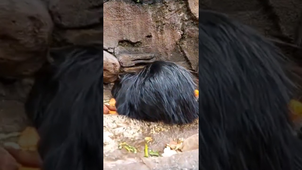 Ada Tikus Raksasa di Batu Secret Zoo #jatimpark2 - YouTube