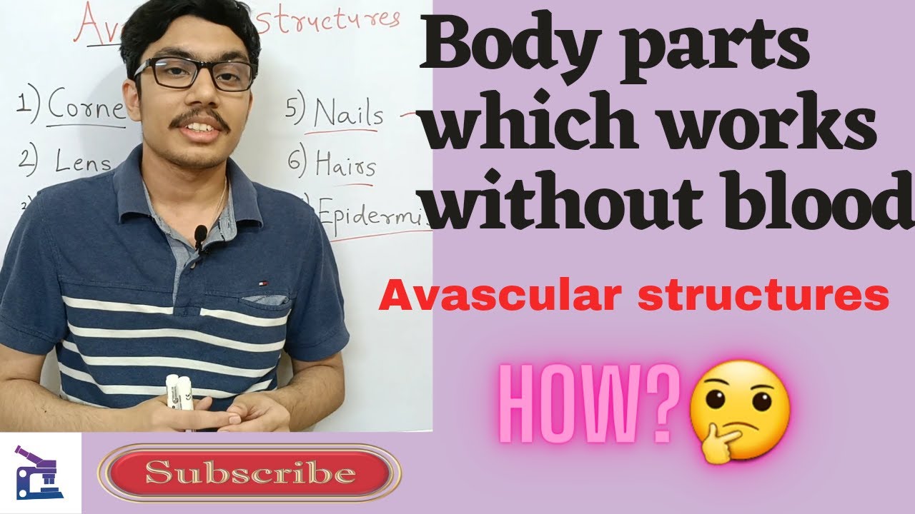 Avascular structures in human body| Body parts which works without ...