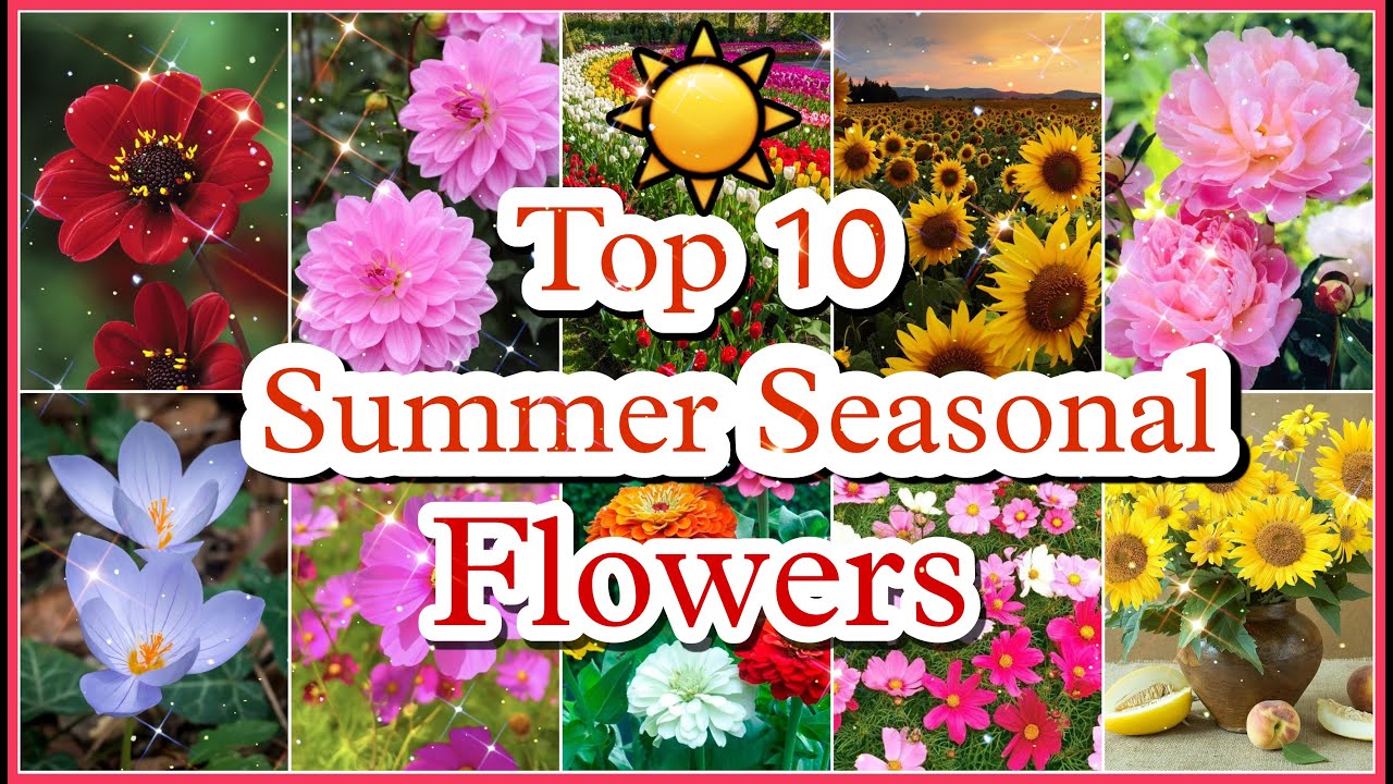 Summer Seasonal Flowers, Best 10 🌻🌷 #summerflower #summerplant #flowers ...