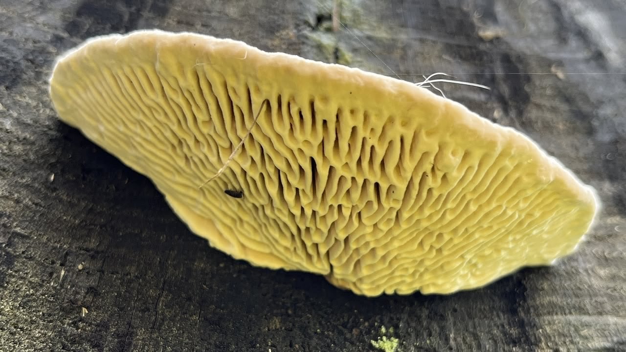 4K Daedalea quercina Mushroom Identification - YouTube