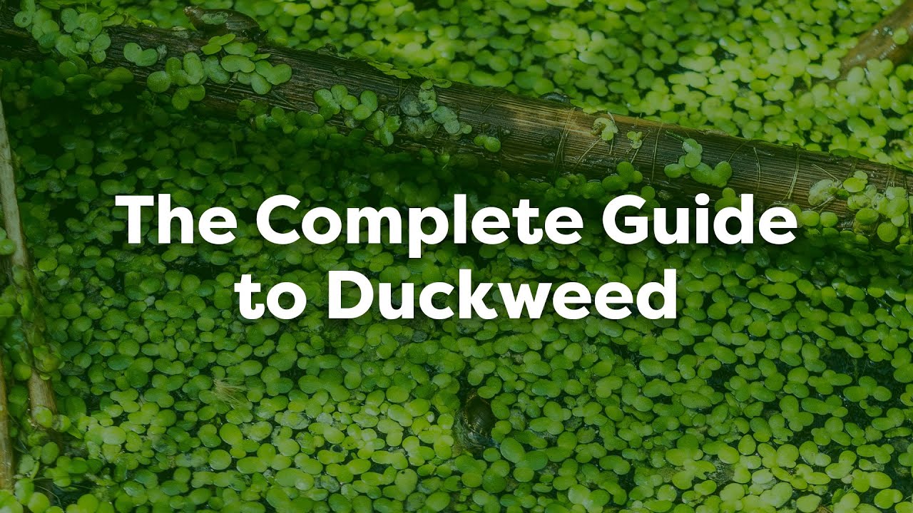The Complete Guide to Duckweed in Ponds (Removal, Prevention & More) - YouTube