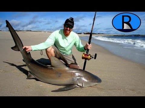 Running of the Bulls - Shark fishing at Sebastian Inlet - YouTube