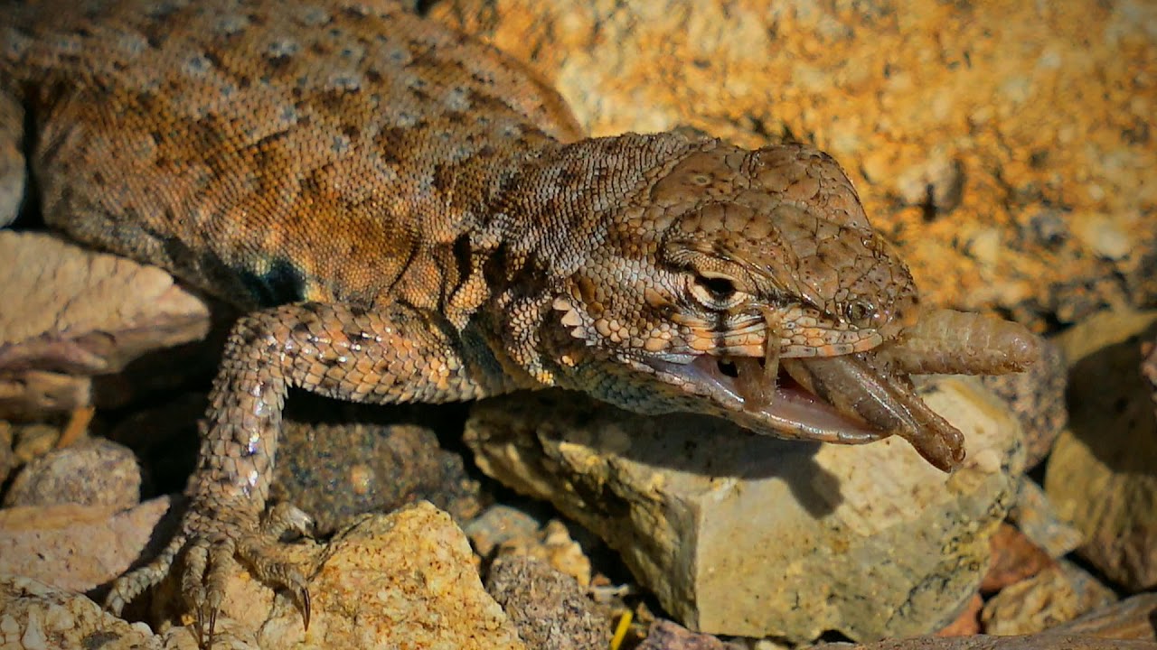 LIZARD vs CRICKET showdown at Castle Dome Rock Arizona - YouTube