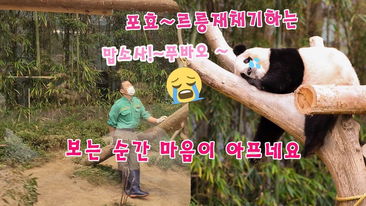 푸바오 앓이중포효~르릉재채기하는강바오님🙋🏻♂️ 그래서 푸공주가 살이 빠진 거예요ㅠㅠ Youtube