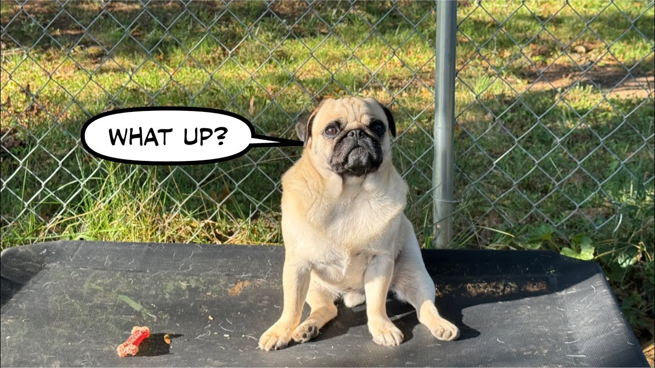 What’s up with Pug Jesse James aka JJ? - YouTube