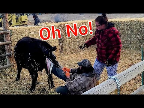 Emergency! Calf Pull in Lowline Heifer - YouTube