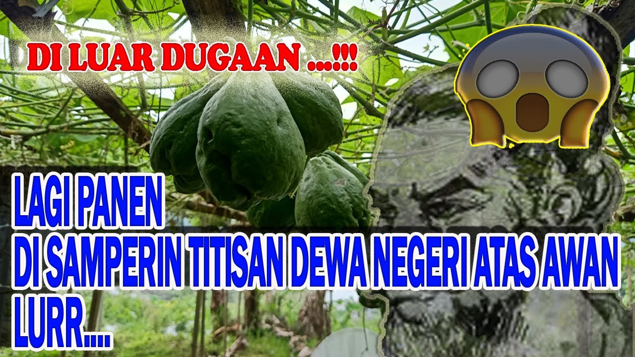 PERTANIAN OMSET JUTAAN, ASIK PANEN LABU SIAM ANGGUR DI LUAR DUGAAN ...