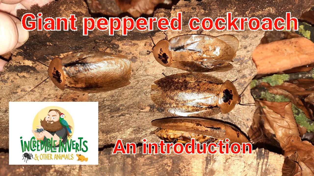 Giant Peppered Cockroach. An Introduction #cockroach #insect #bug - YouTube