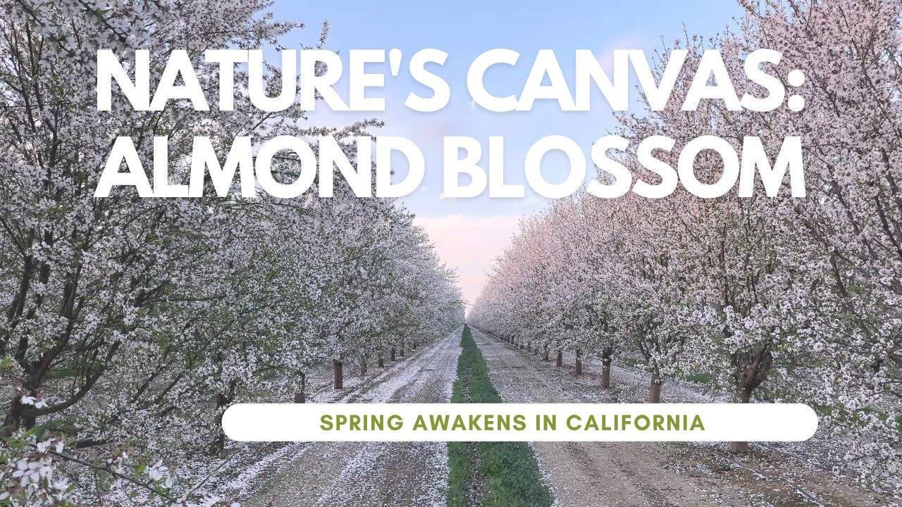 4K Drone: Discover the Enchanting Almond Fields of Bakersfield - YouTube