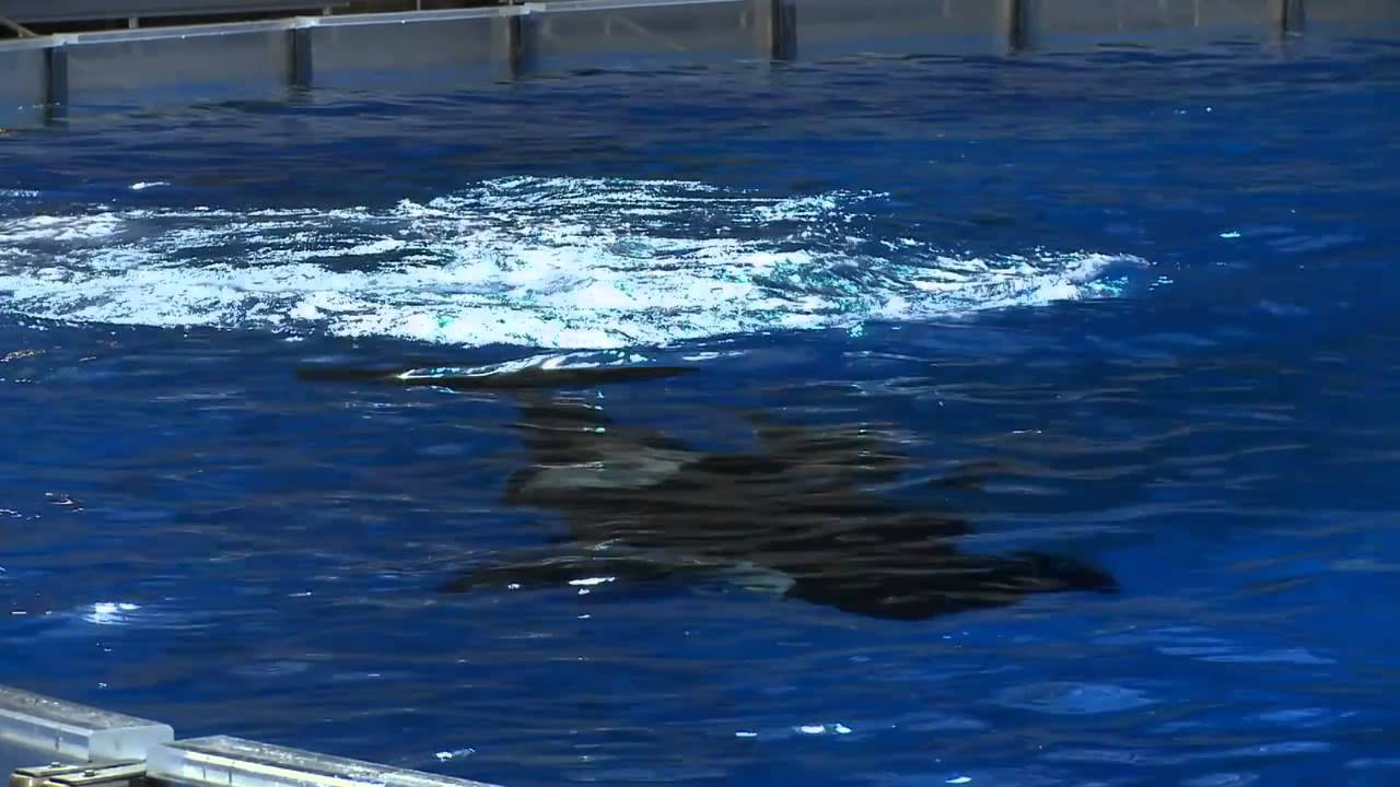 It's a baby | SeaWorld Orlando - YouTube