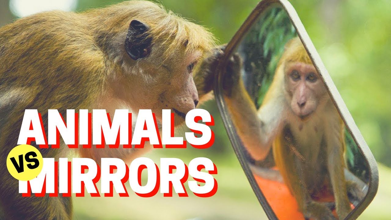 🔴 Animals in Mirrors Funny Reactions That Make You Laugh so Hard You ...
