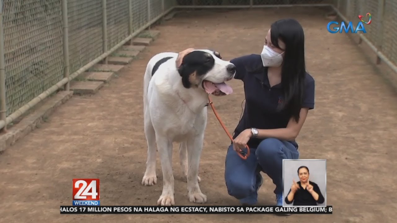 Giant dog breeds, tampok sa isang dog farm sa Cavite | 24 Oras Weekend ...