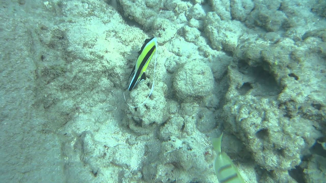 Long Fin Angelfish (Angel Fish) - Nā Mokulua (Two Islands) Snorkeling ...