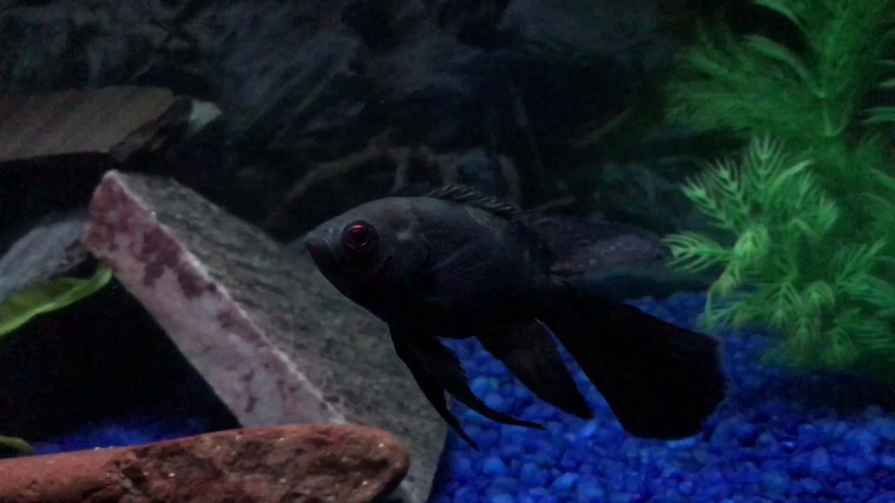Veil Tail Oscar - YouTube