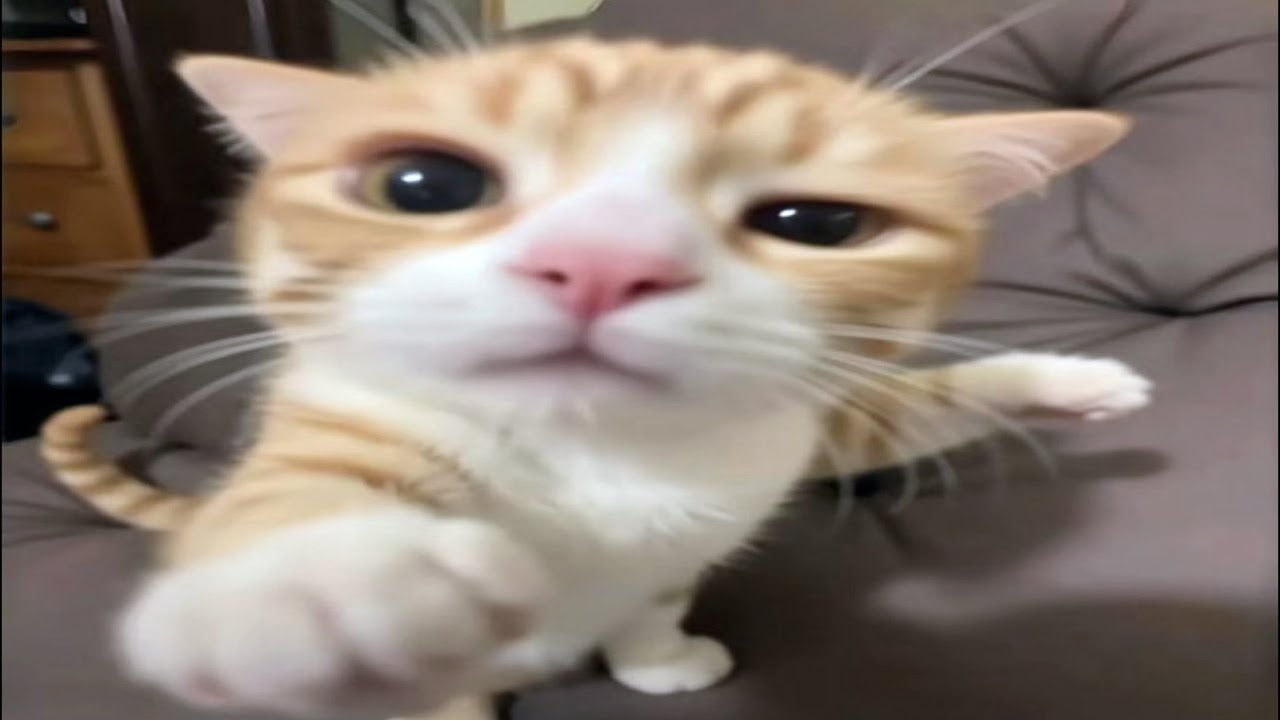 Here are the funny cat videos you're looking for - YouTube