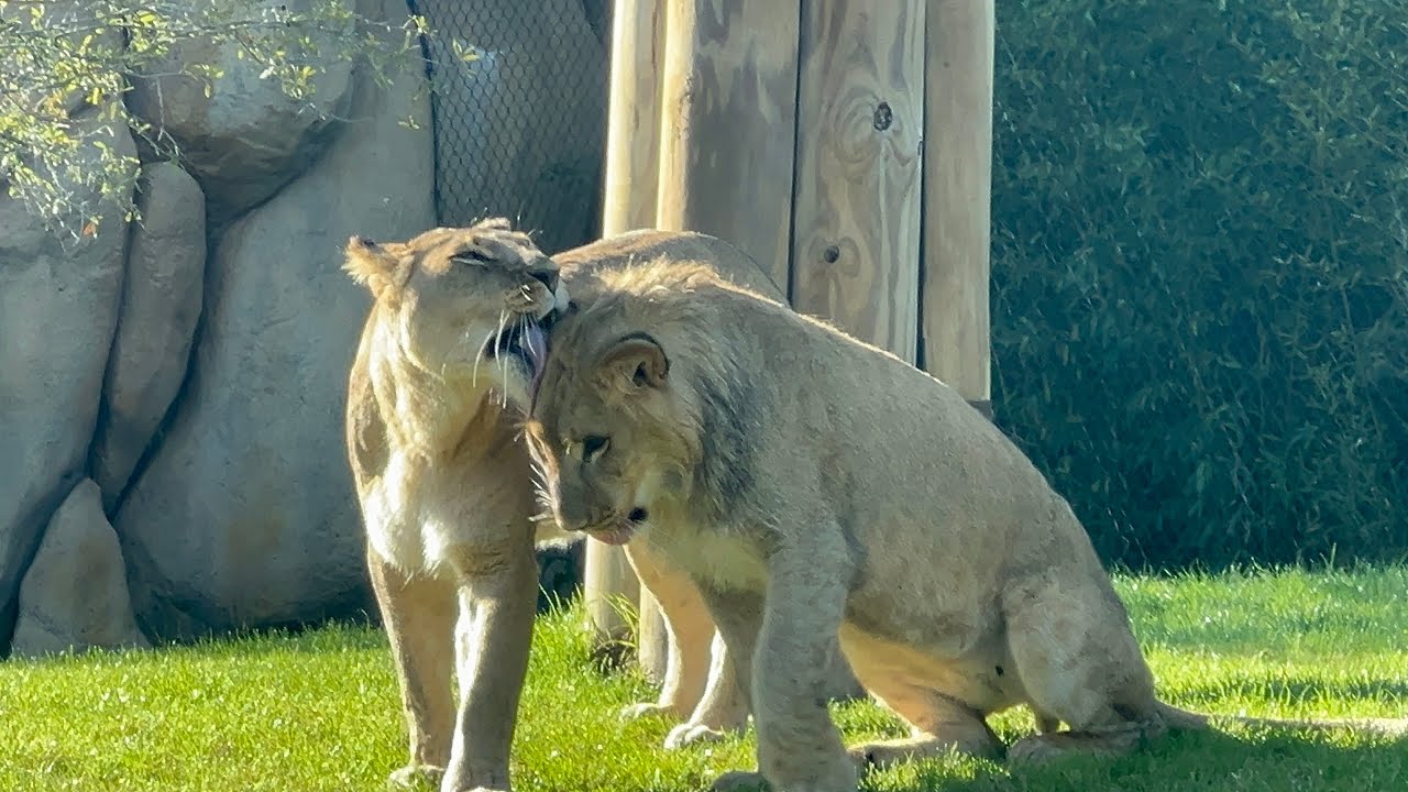 🦁African Lion Family ~ Fort Worth Zoo ~ 1/3/2025 - YouTube