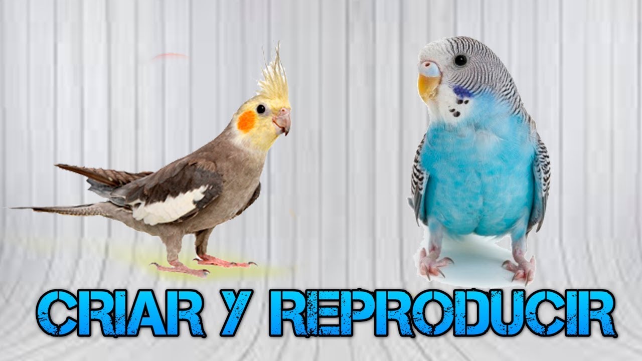 ¿ Voy a volver a Criar/Reproducir a mis Periquitos y Ninfas?-Rincon ...