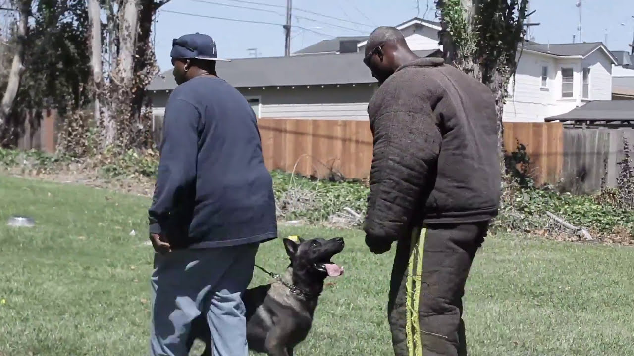 Dog Man D & k9 Comrades (K9 Training Day) - YouTube