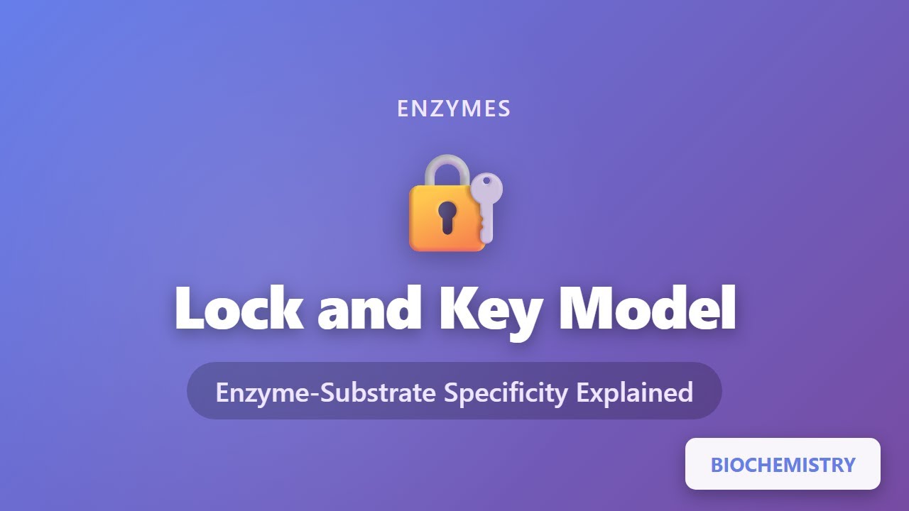 Lock and Key Model: Enzyme-Substrate Specificity Explained | Enzymes ...