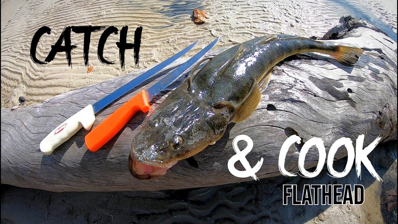 Surface Flathead Fishing (CATCH & COOK) - YouTube