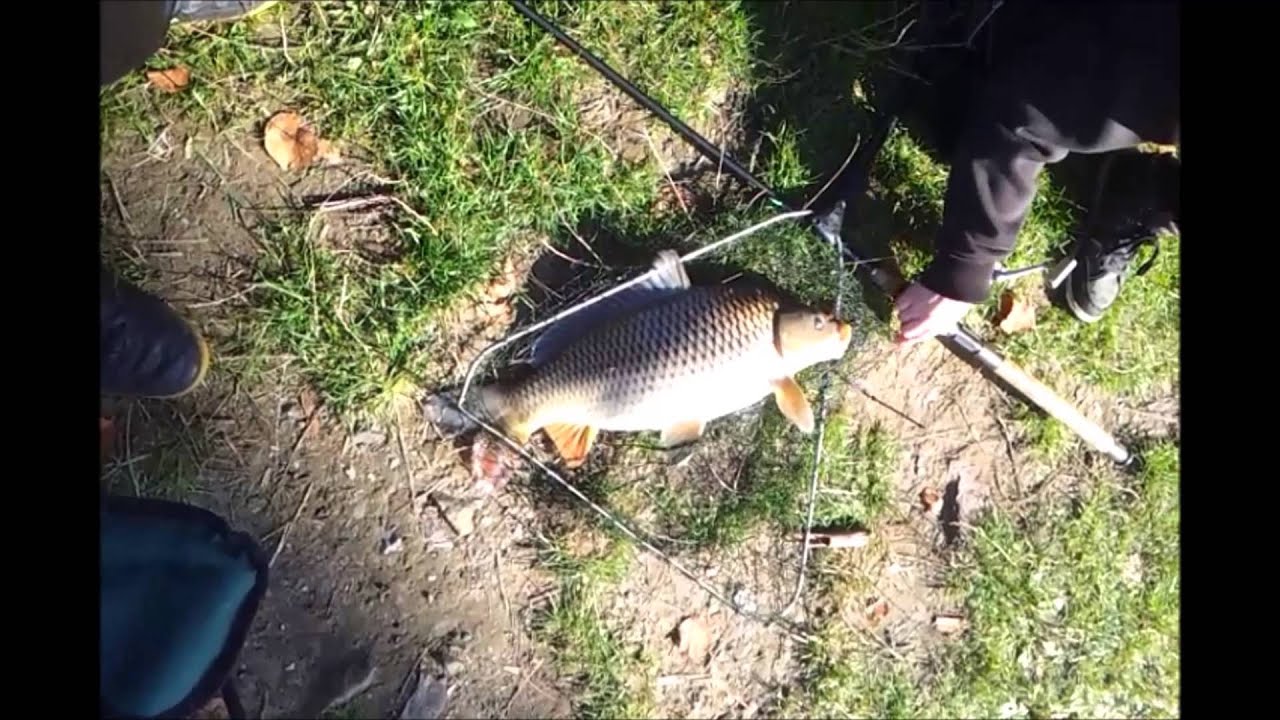 Karpfen in der Lippe - YouTube