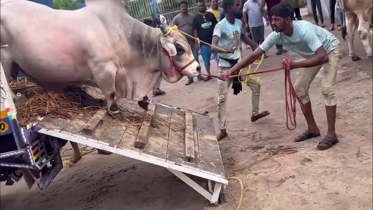 UNLOADING🔥OF ANGRY😡PUNGANUR BULL & HUGE COWS😍FROM PATHAN CATTLE FARM IN ...