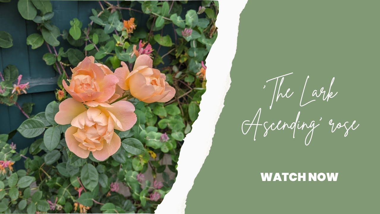 The Lark Ascending rose! My favourite. - YouTube