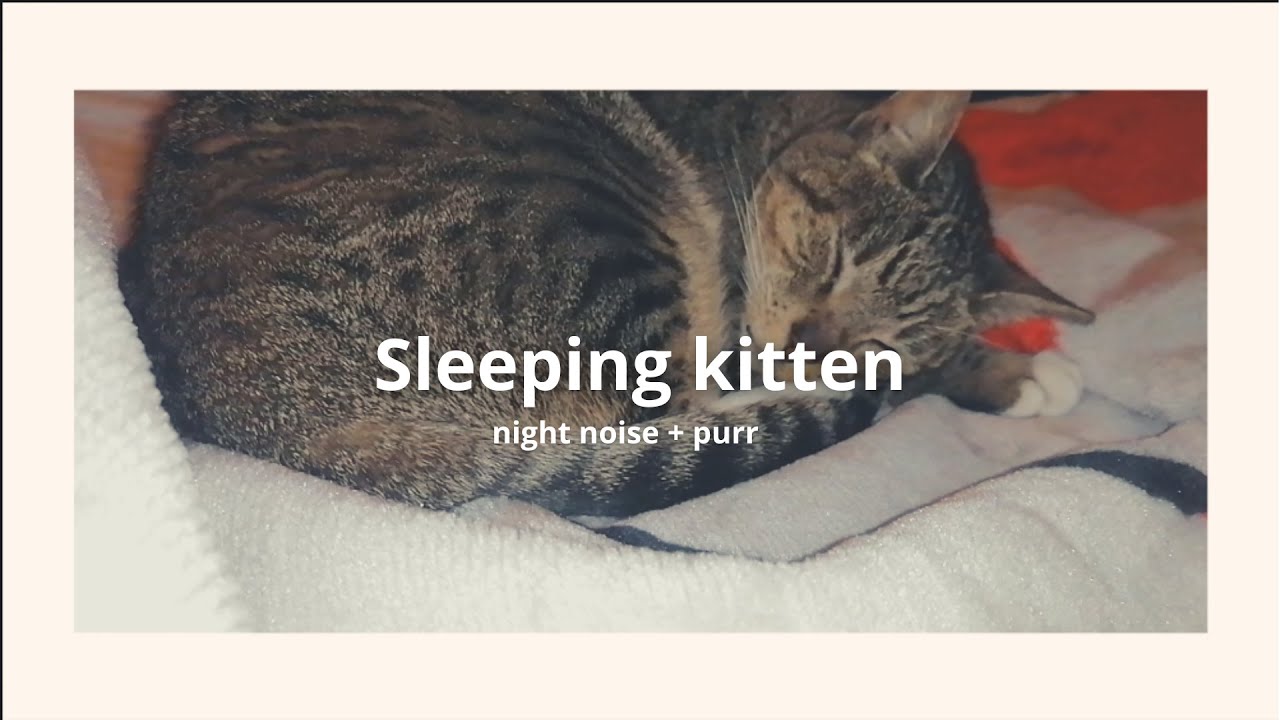 sleeping cat + Night noise + cat purr - YouTube