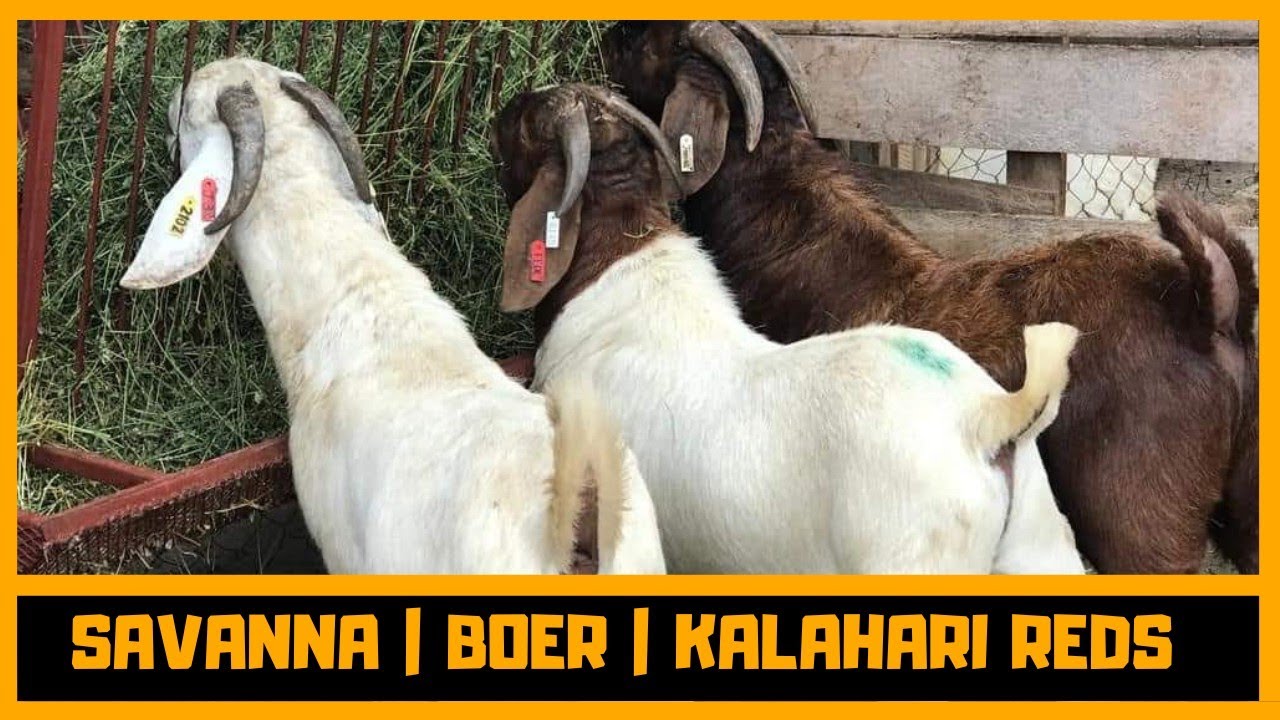 🔥 3 Raças de Bode Para Produzir Carne - YouTube