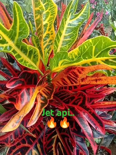 puring jet 🔥🔥#tanamanhias #puring #shortsvideo - YouTube