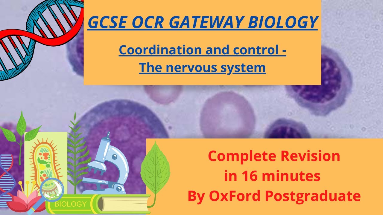 Nervous System Function Bbc Bitesize