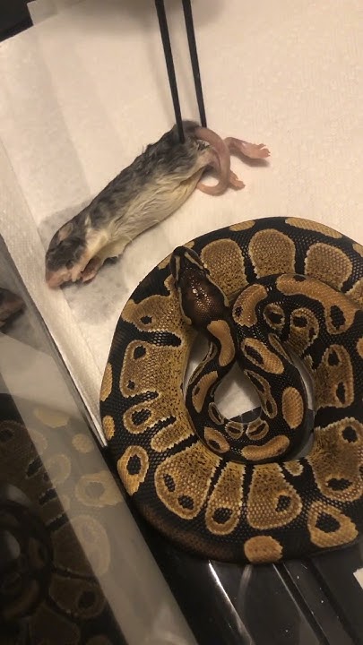 Ball python eating - YouTube