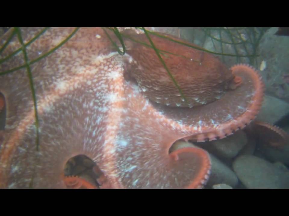 Octopus! Pacific Giant Changes Colors, Humboldt - YouTube