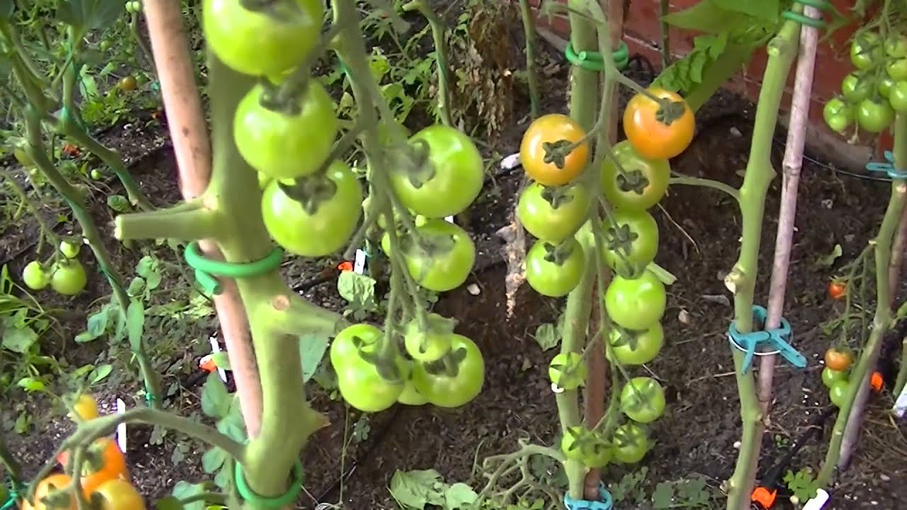 commercial tomato - vegetable farming - YouTube