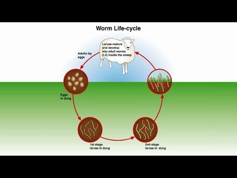 What does the faecal egg count mean? - Sheep worming - YouTube