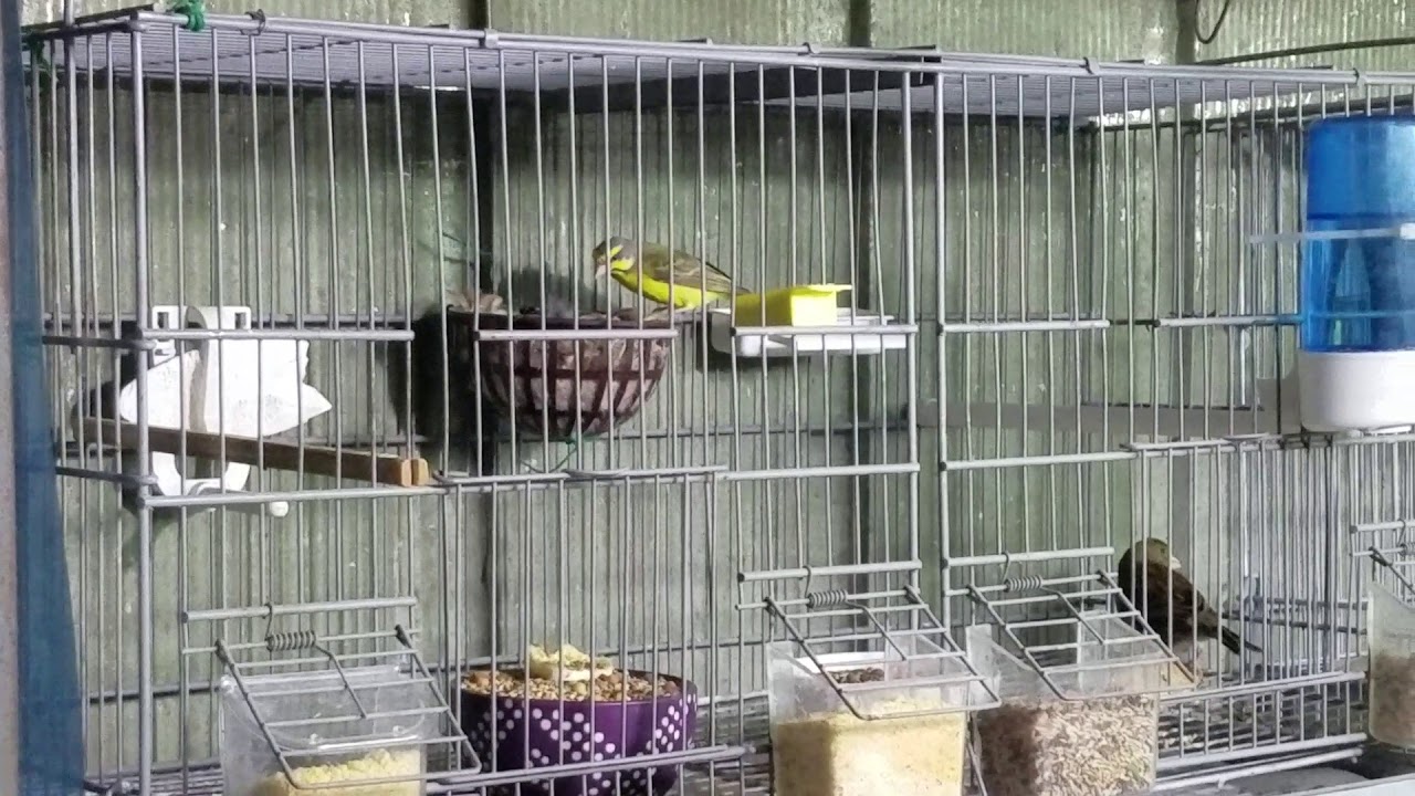 Green Singer alimentando Mixto con Canaria - Green Singer feeding ...