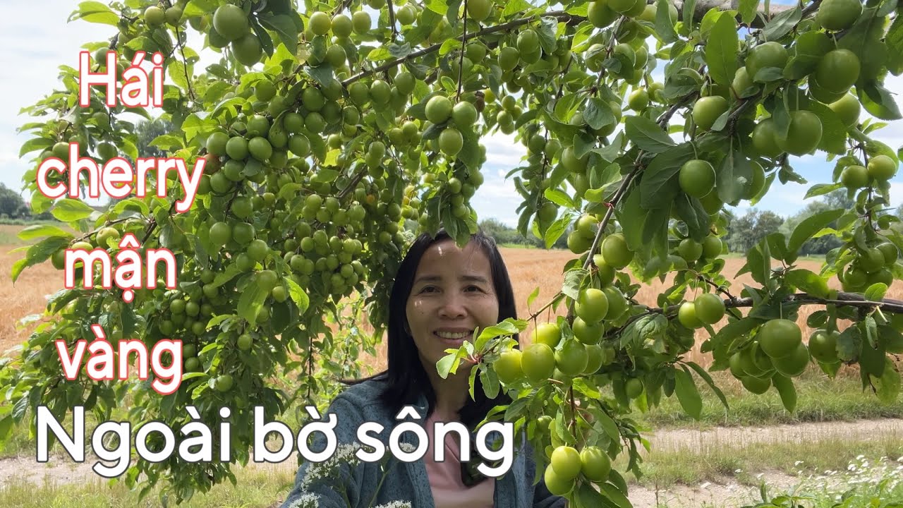 Cherry chín đen, mận vàng quằn cành không ai hái | Thôn quê nước Đức ...