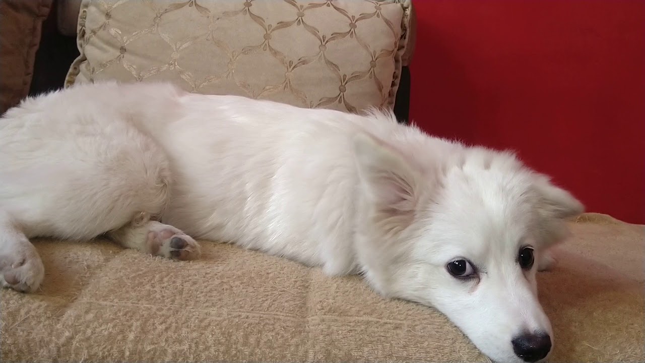 Howling Scooby ( The German Spitz ). - YouTube